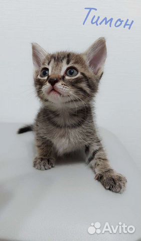 Котята в добрые руки бесплатно