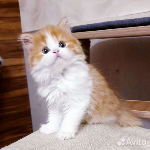 Сладкий мальчик (Хайленд страйт)