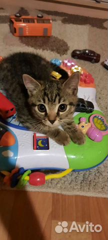 Кошки бесплатно