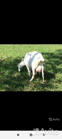 Племяннные козы