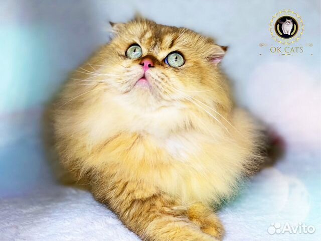 Золотистый хайленд фолд ny25 с документами. Вязка