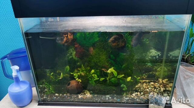Аквариумы