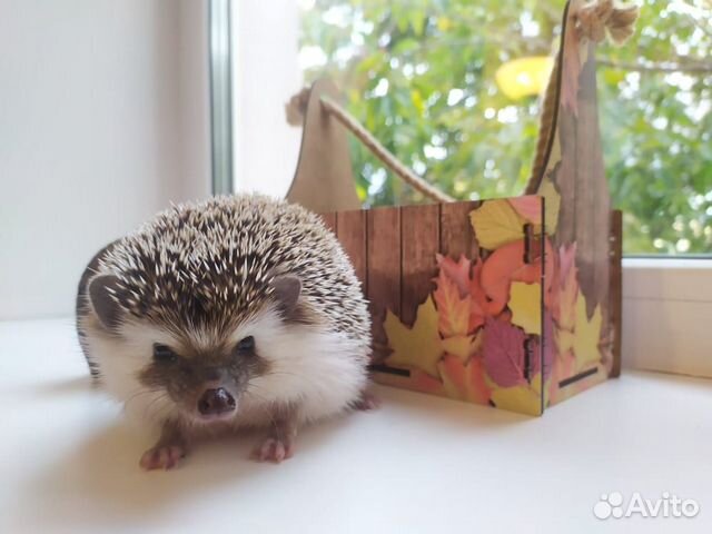 Африканский карликовый ёж