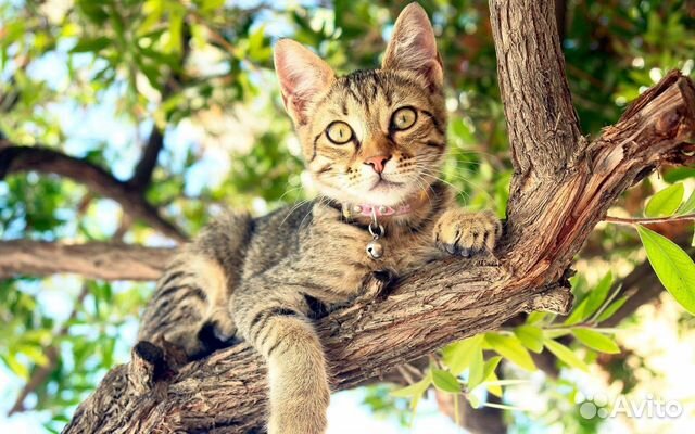 Спасу вашего кота с дерева Котоспасатель