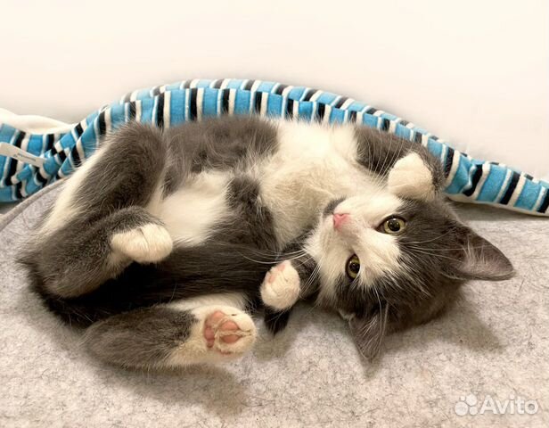 Очаровательный котенок Джулия в дар