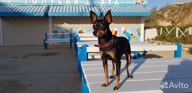 Вязка Пражский крысарик (ратлик)