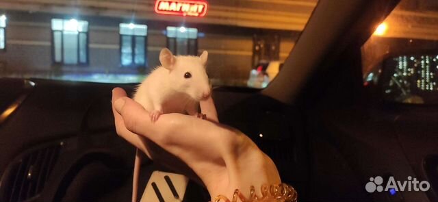 Крысёнок. мальчик с необычной судьбой