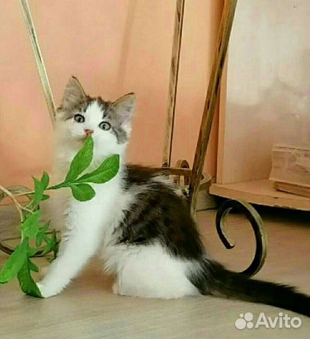 Мальчик 2,5 месяца