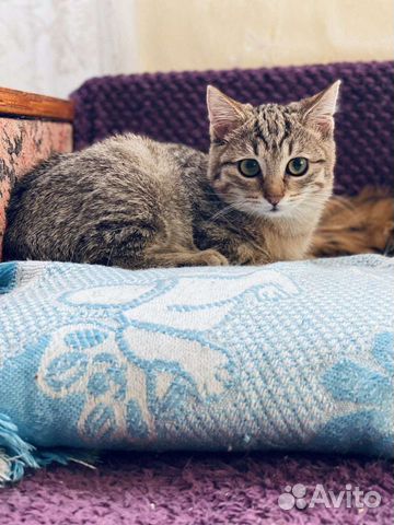 Котёнок девочка Ауди в дар