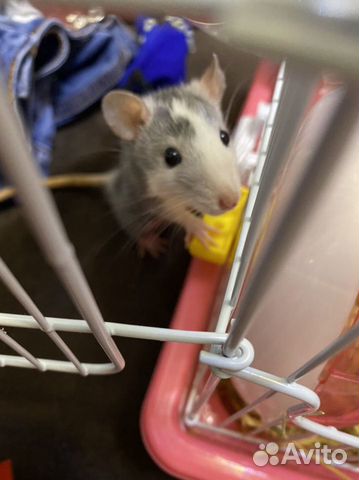 Прекрасный малыш в добрые руки