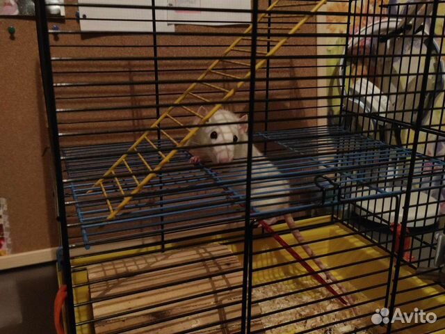 Крыса с клеткой