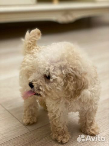 Мальтипу вязка