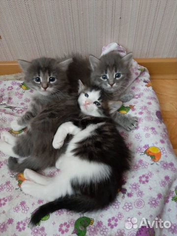 Пушистые сибирские котята