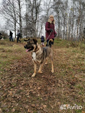 Собаке из приюта нужен тёплый дом