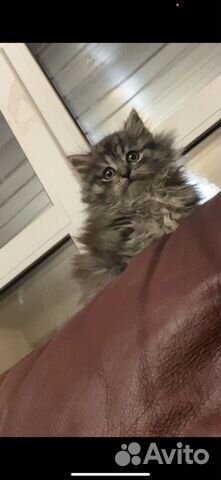 Котята русской голубой кошки