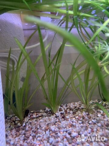 Аквариумные растения