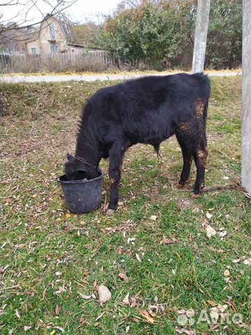Продам бычка