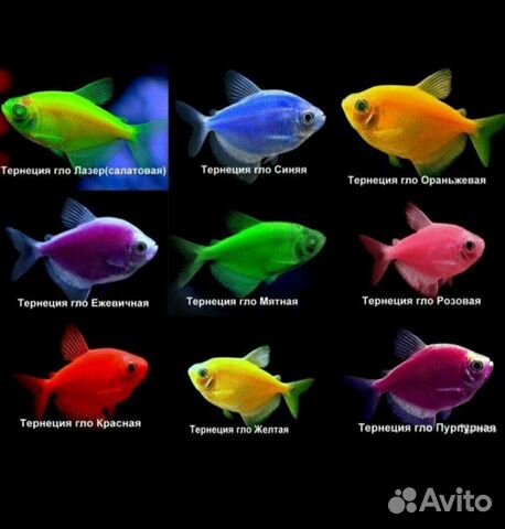 Тернеция гло (стайка)