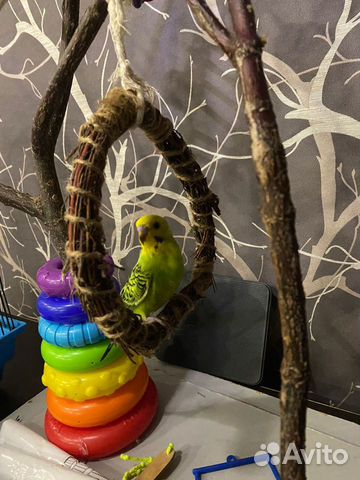 Попугай с клеткой