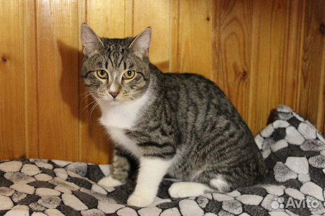 Уникального обаяния юный котик