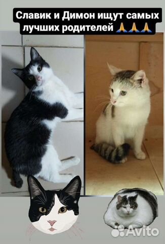 Кошка в дар