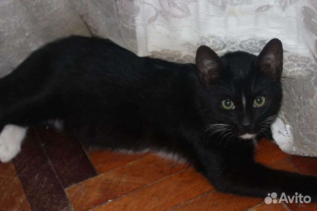 Игривый, чудо котенок