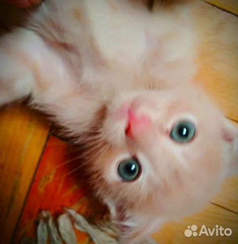 Породистые котята