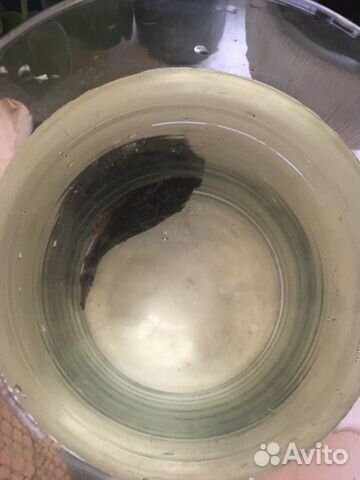 Сомик аквариумный