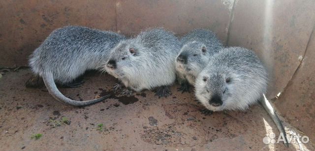 Нутрии на племя