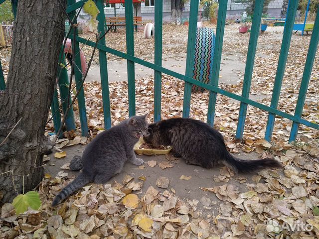 Кошечка Машка ищет дом