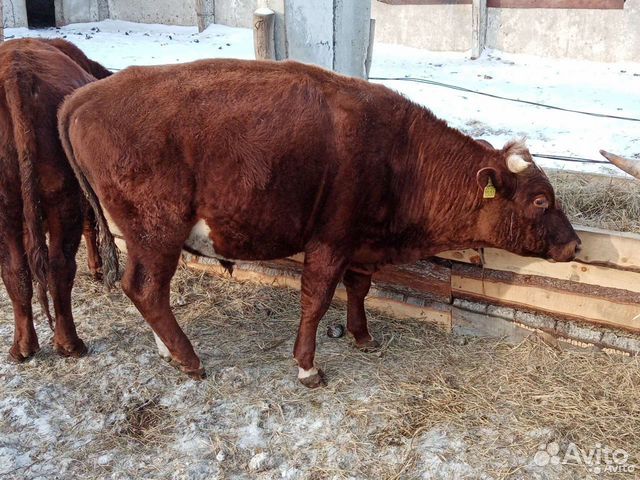 Быки 5 голов