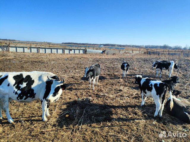 Чистые галштины