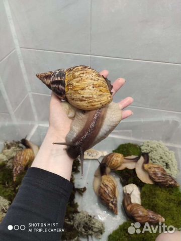 Улитки ахатины