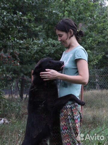 Неженка и компаньон Майк собака кобелек щенок в да