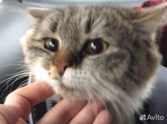 Ласковая кошечка ищет дом