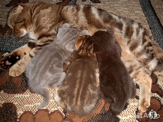 Шотландские котята