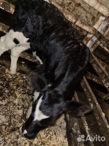 Телёнок бычек