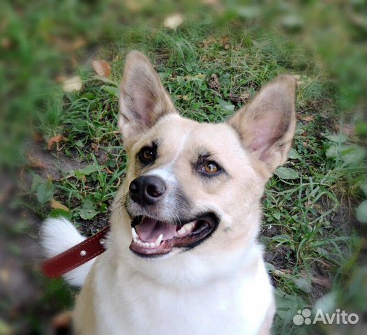 Метис вельш корги Белла в дар
