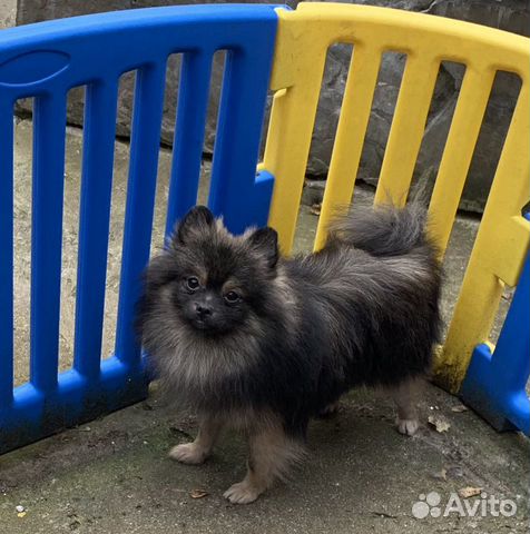 Шпиц Волчьего окраса для души