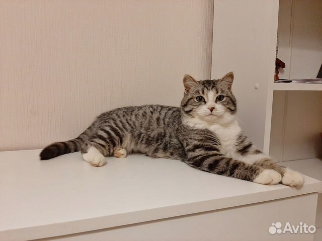 Кошка Шерри