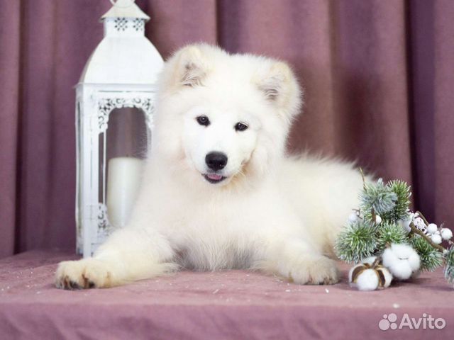 Мальчик самоед. Документы РКФ