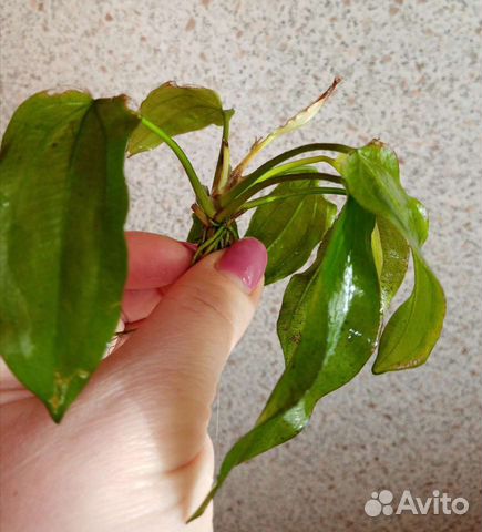 Аквариумные растения