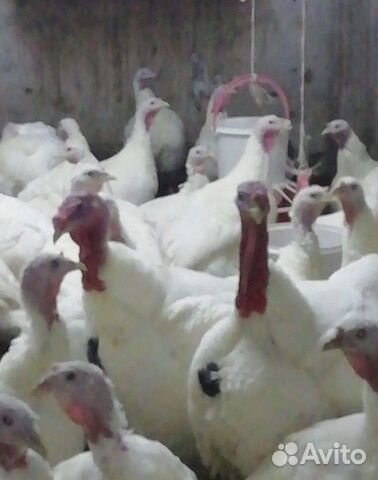 Индейка белая широкогрудая