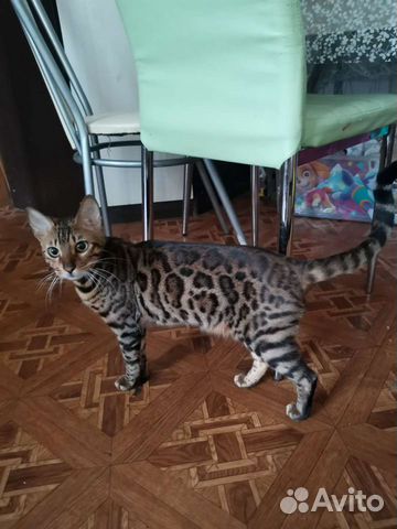 Бенгальские котята