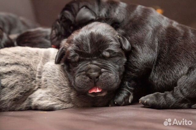 Элитные щенки кане корсо