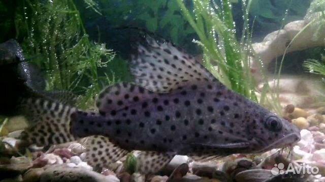 Синодонтис вуалевый