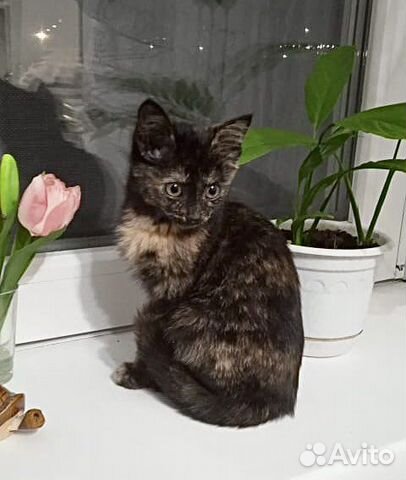 Очень миленькая котодевочка(2 мес) очень нуждается