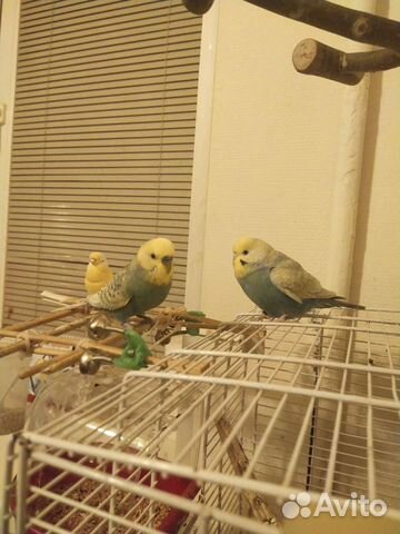 Говорящий попугай