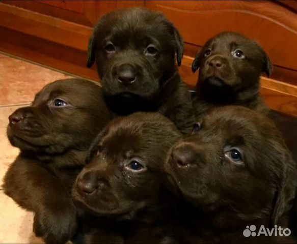 Щенки лабрадора