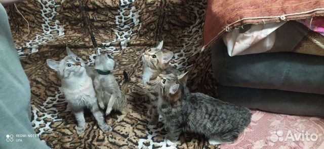 Котята курильского бобтейла
